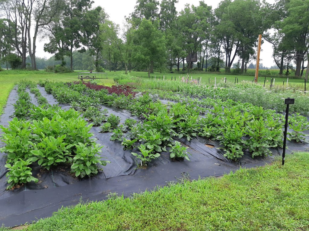 Farm Crawl Hamilton attracts visitors to learn about local food and ...